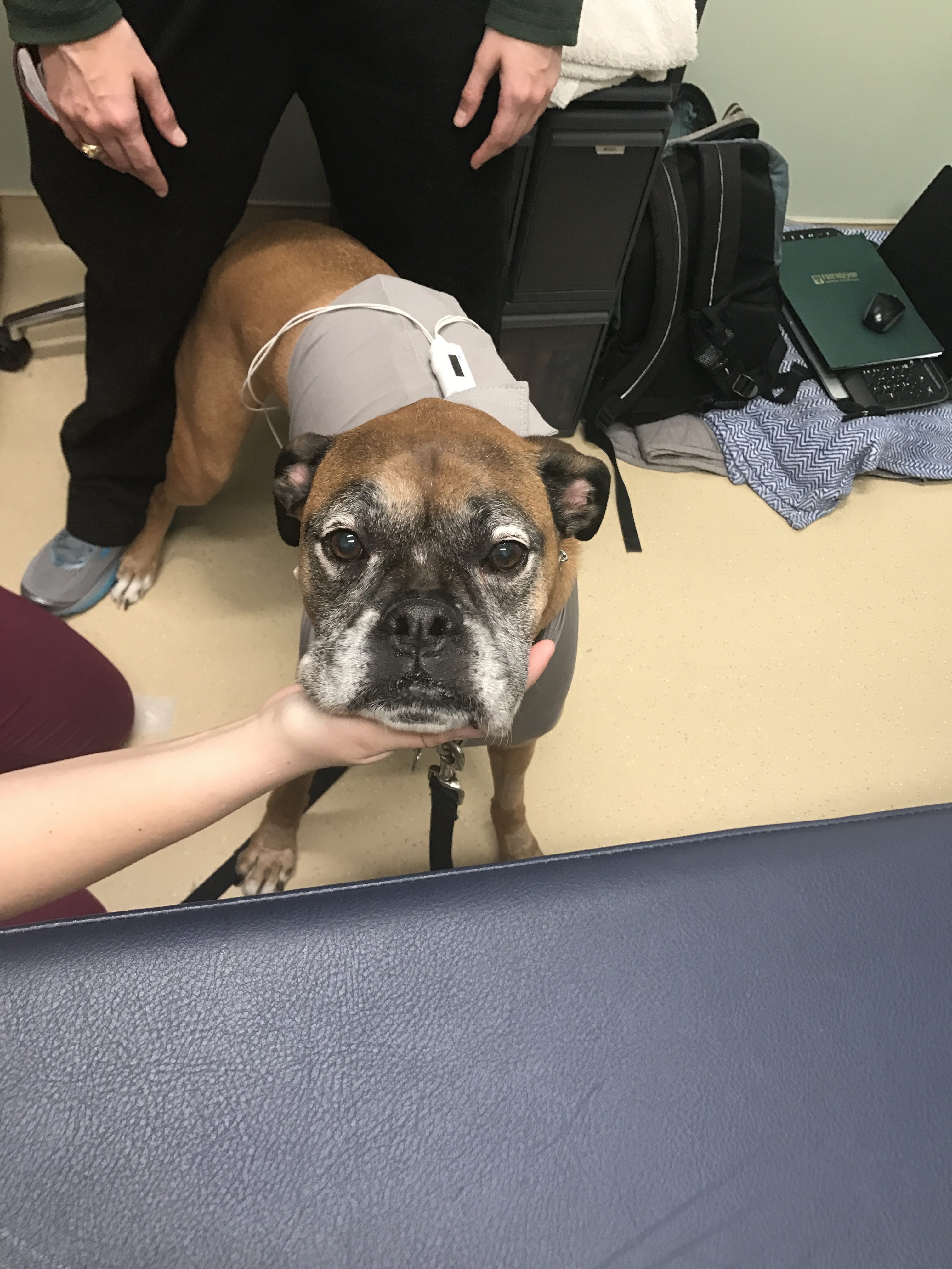 Boxer Cardiomyopathy - Friendship Hospital for Animals