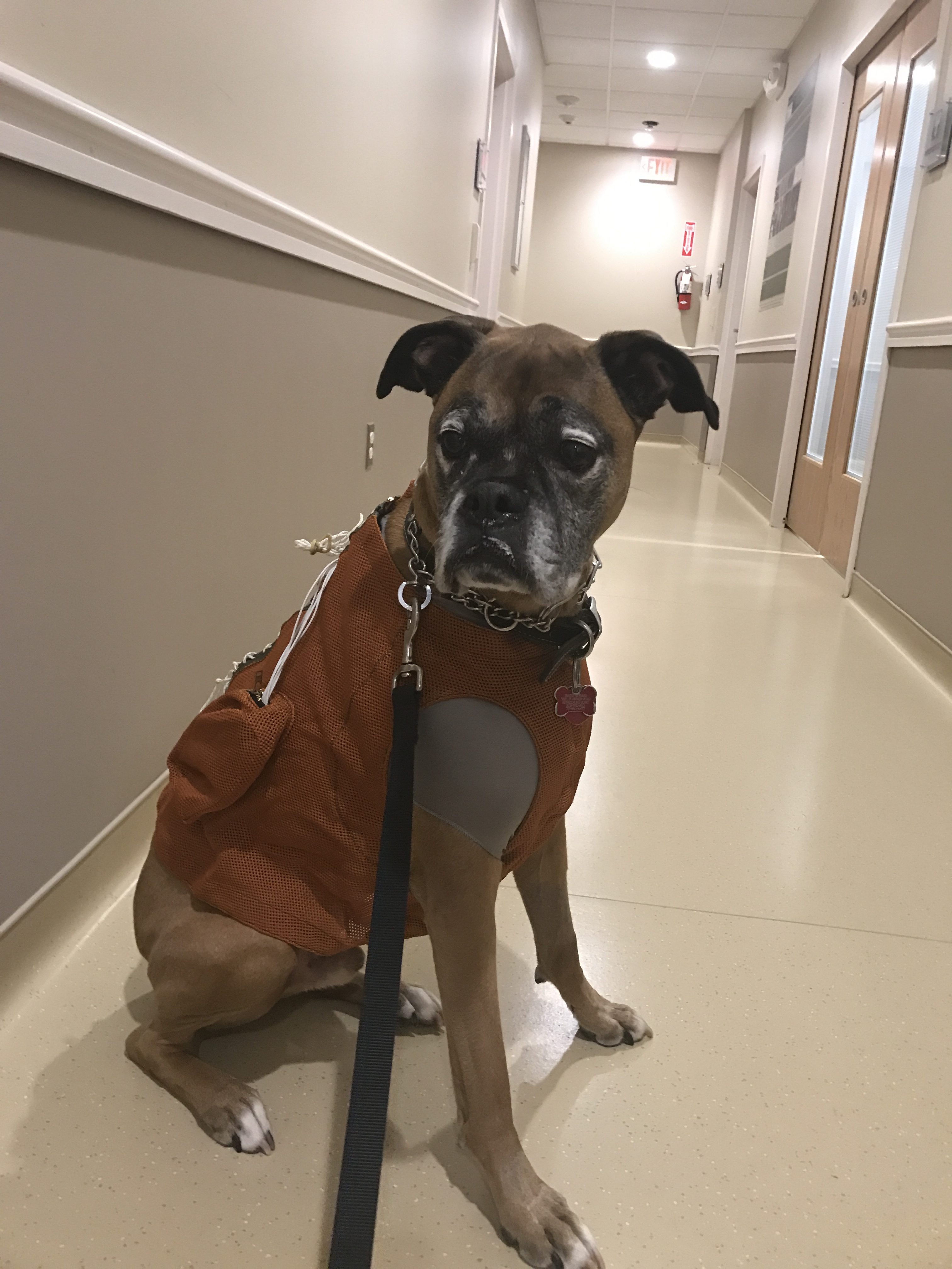 Boxer Cardiomyopathy - Friendship Hospital for Animals