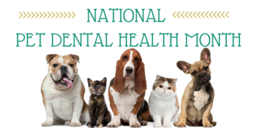National Pet Dental Health Month - Yappy Hour!