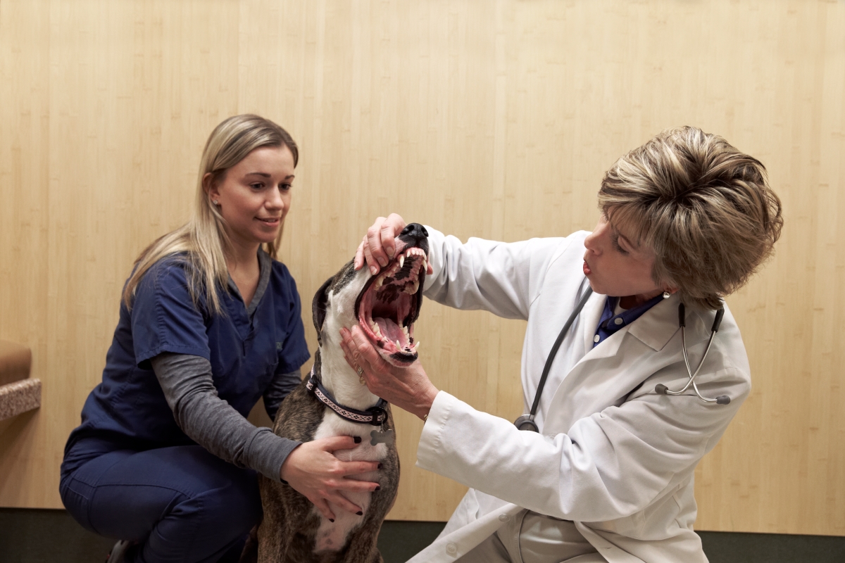 Dentistry - Friendship Hospital for Animals