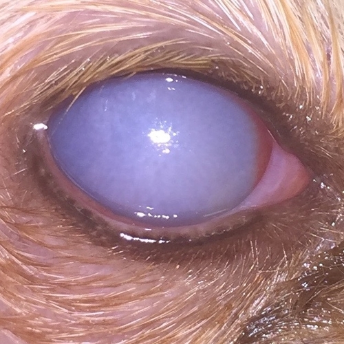 Ophthalmology - Friendship Hospital for Animals
