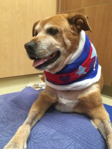 Permanent Pacemaker Placement in Dogs - Friendship Hospital for Animals