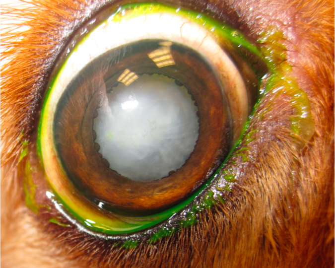 Canine Cataracts - Friendship Hospital for Animals