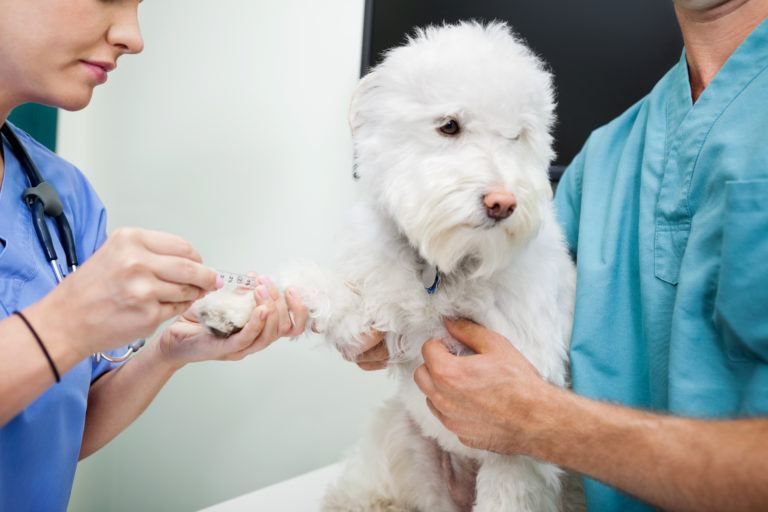 Early Detection Lab Work - Friendship Hospital for Animals