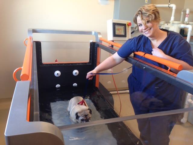 Hydrotherapy - Friendship Hospital for Animals