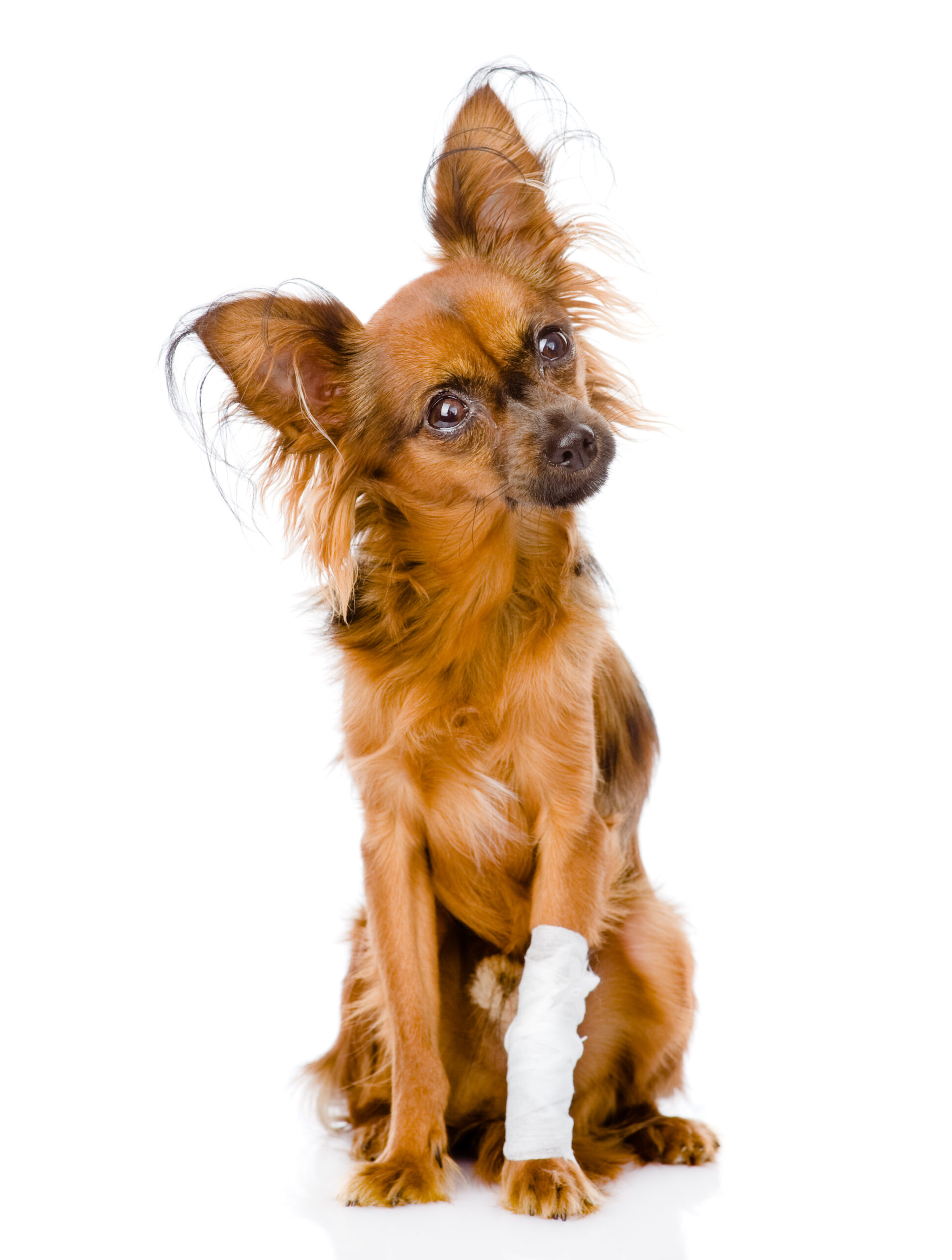 Emergency & Critical Care FAQs - Friendship Hospital for Animals