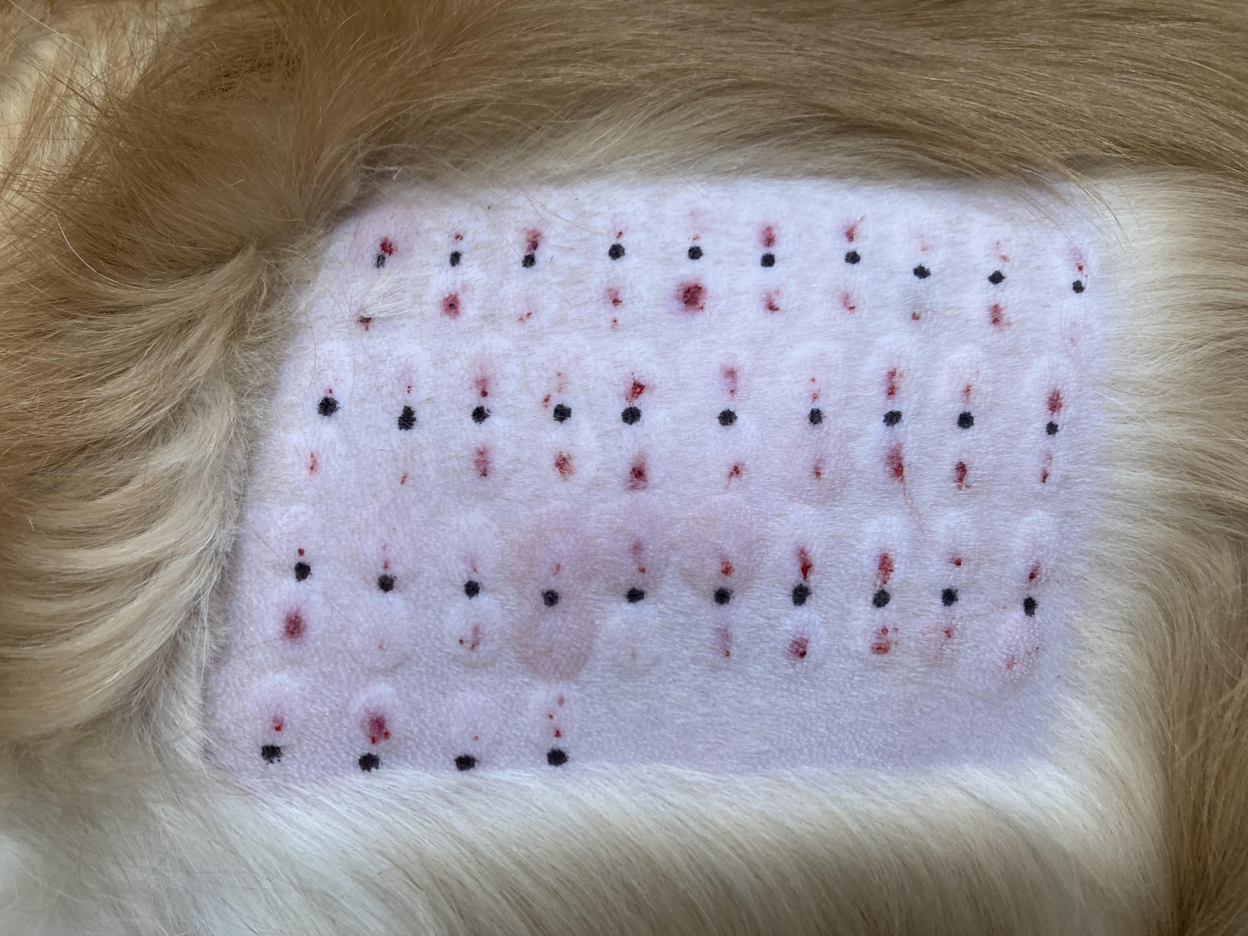Allergy Testing and Immunotherapy for Pets - Friendship Hospital for ...